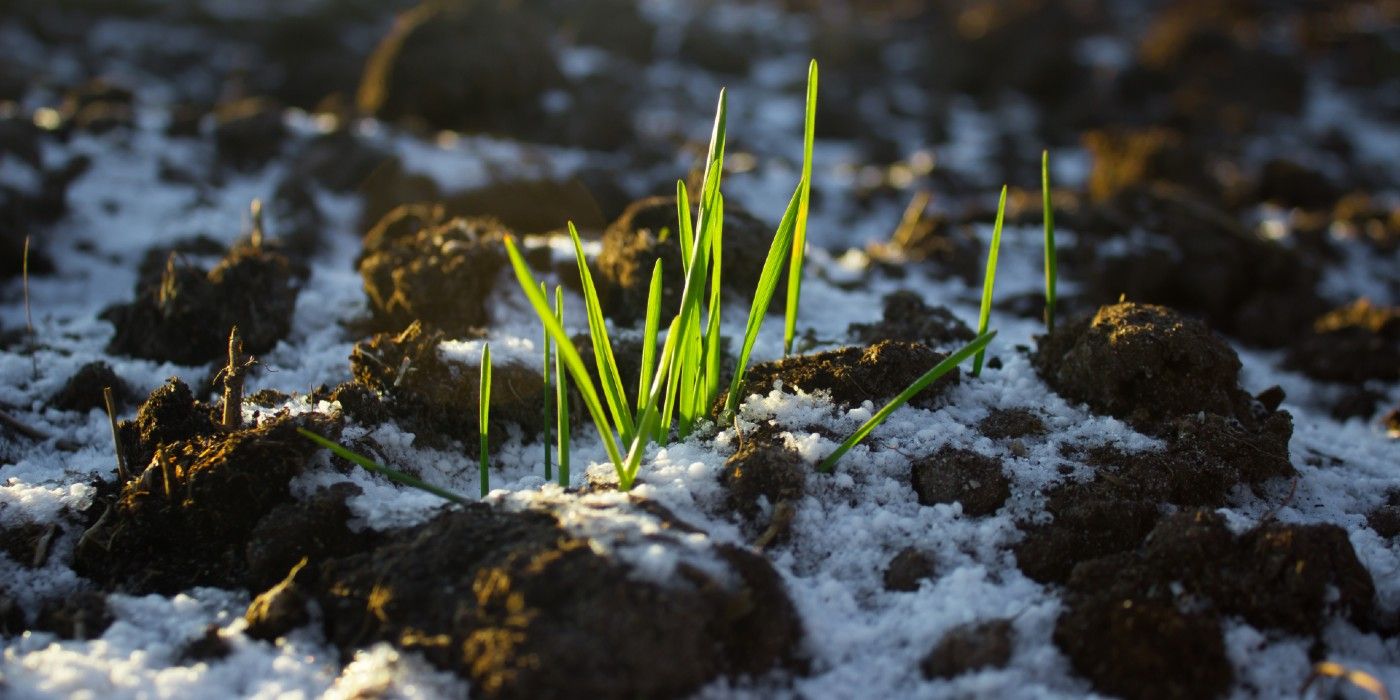 What Are the Best Types of Grass For Your Lawn?