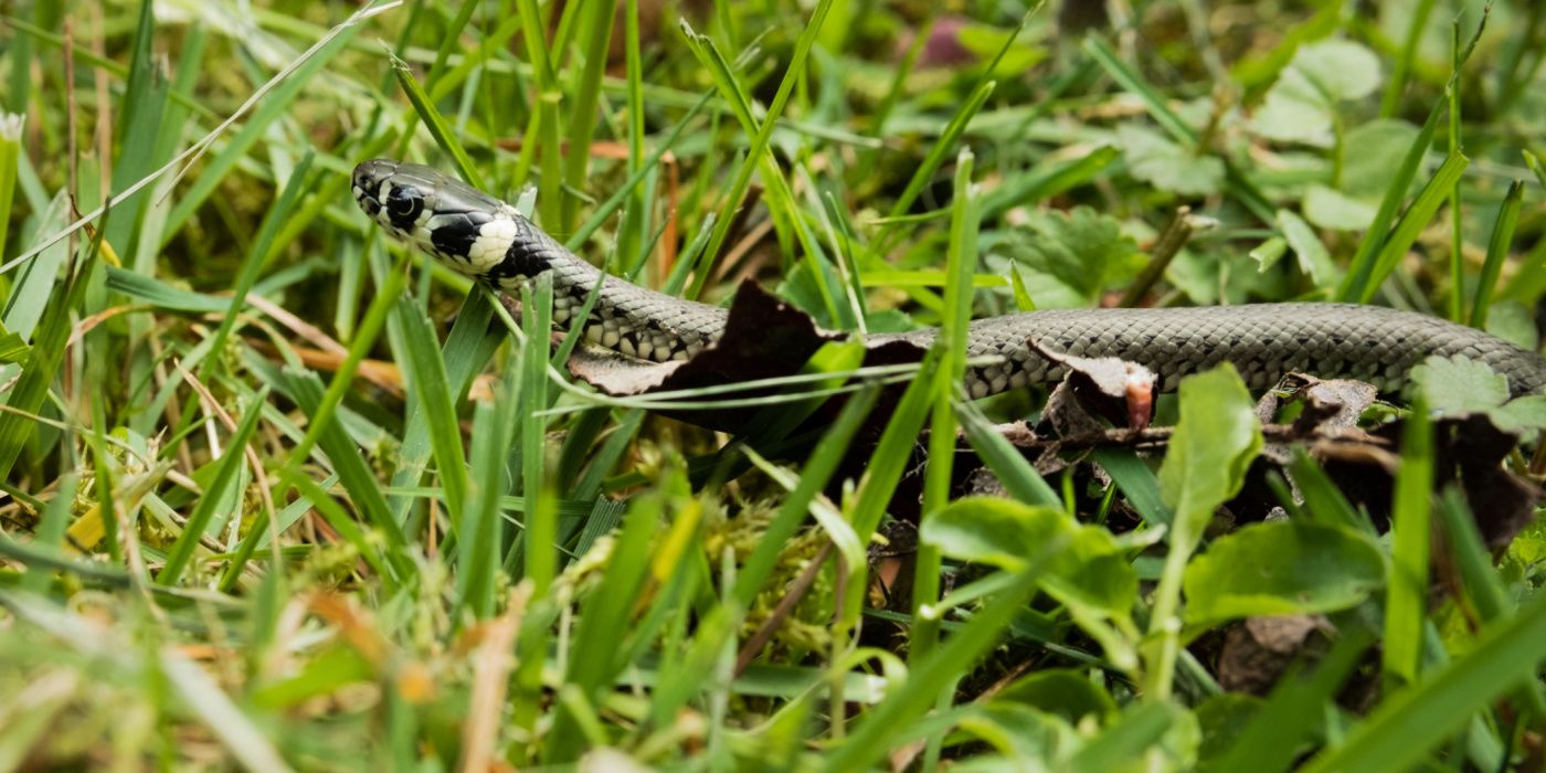 Learn the Difference Between Mole and Snake Holes