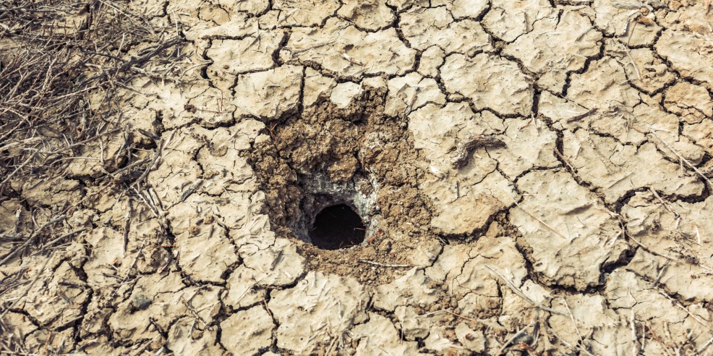 What's the Difference Between Mole vs Snake Holes?