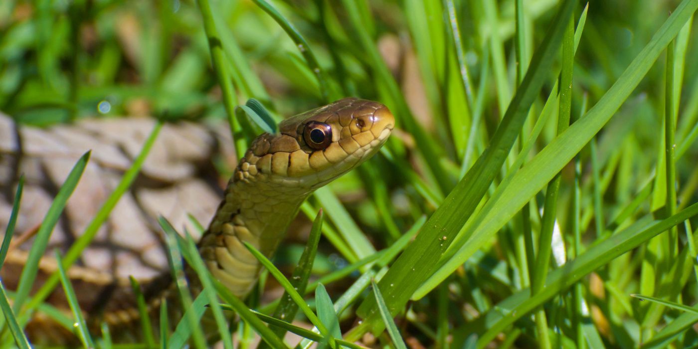 Snake Repellents: Things You Have Around the House That Will Keep ...