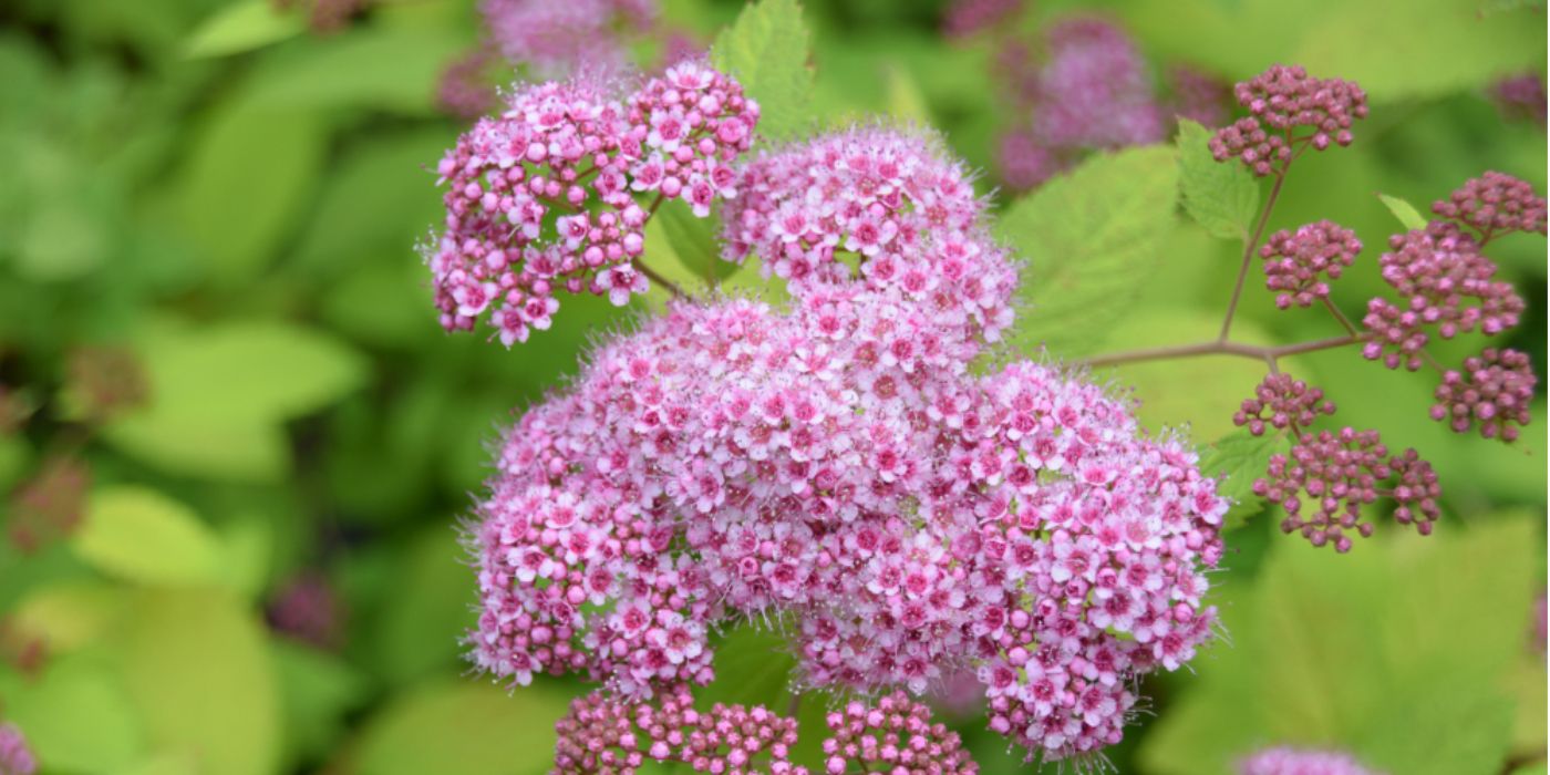 5 Best Spirea Bushes for Your Garden Landscape
