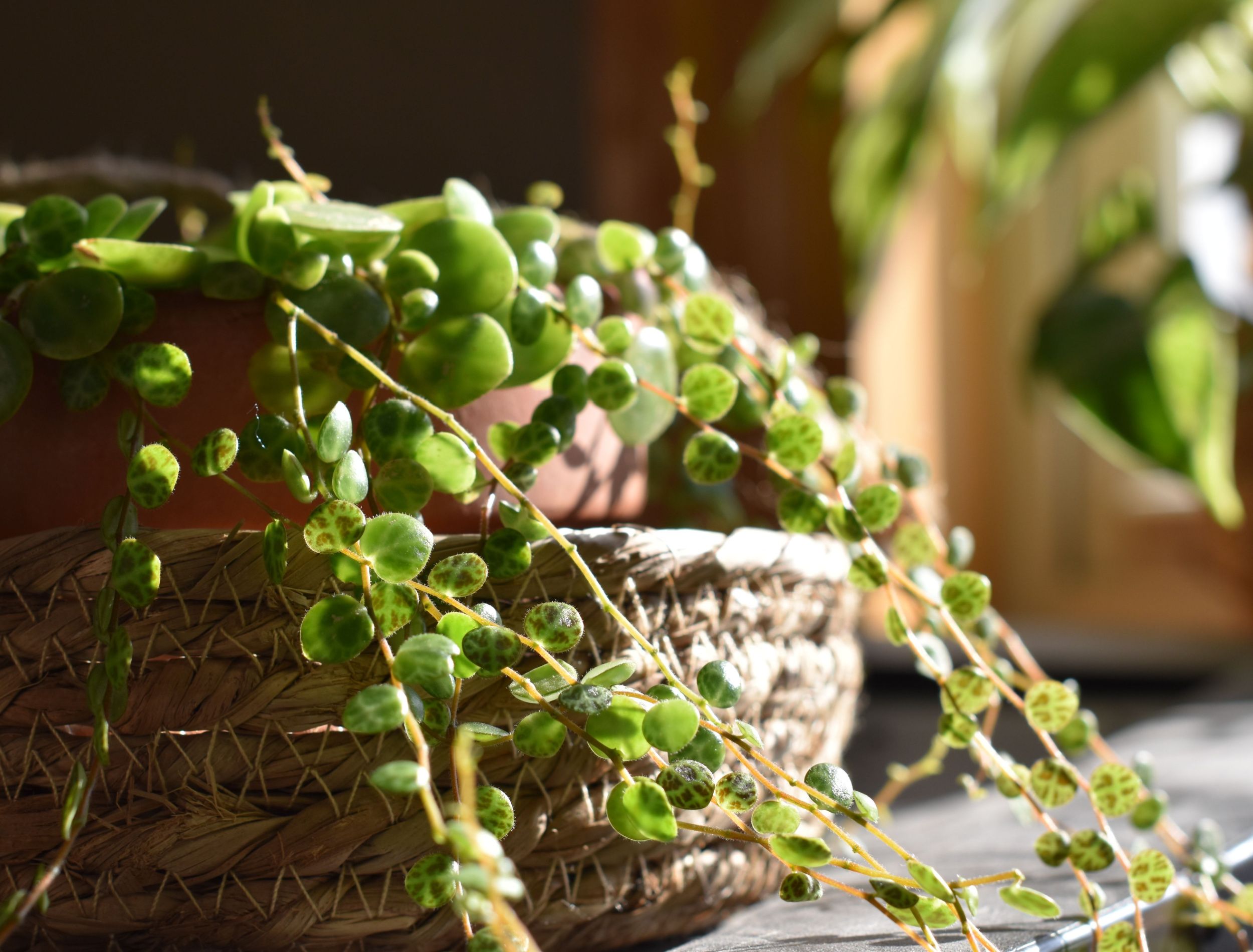 Round-Leaf Houseplants: 9 Options To Add To Your Indoor Garden