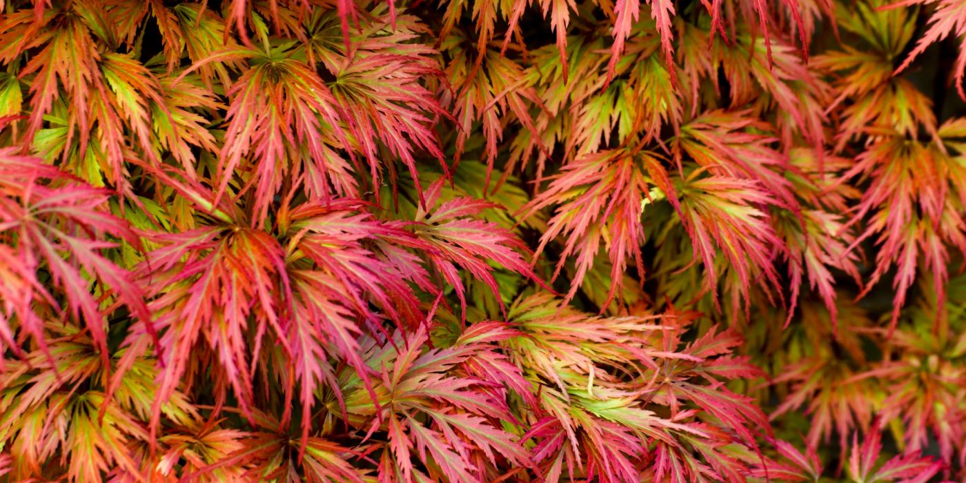 Dwarf Japanese Maple Tree Varieties to Grow in a Small Space