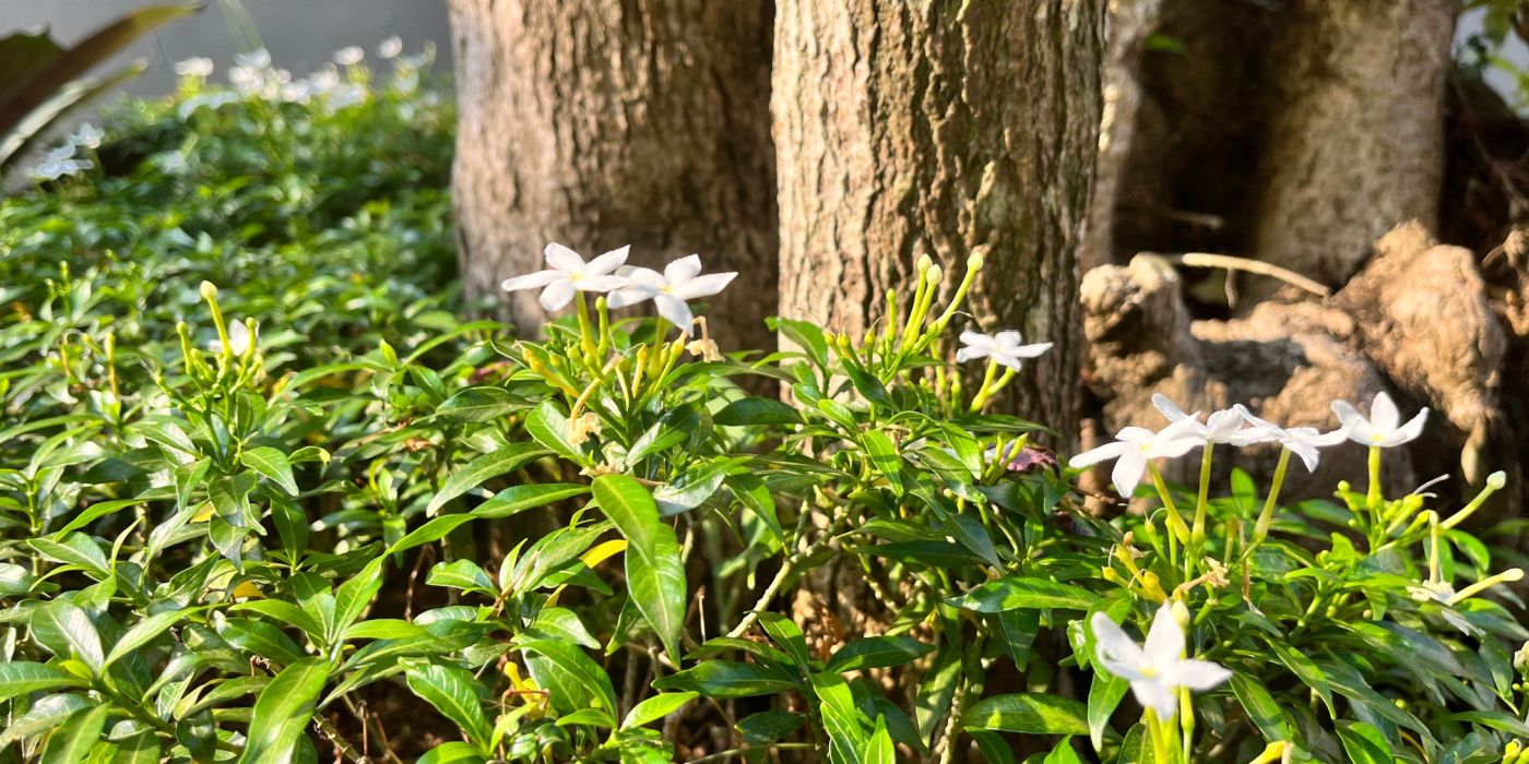 Fill Your Landscape With Fragrant Evergreen Shrubs