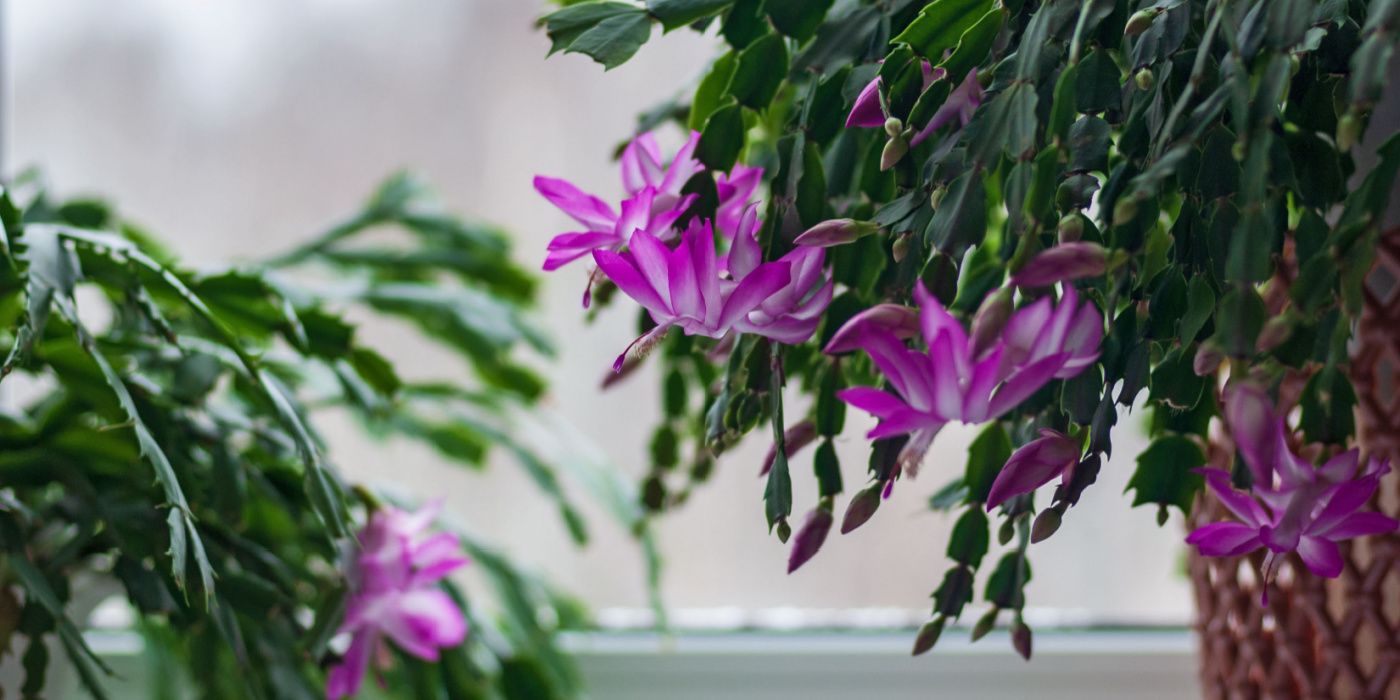 How to Grow Holiday Cactus: Easter, Thanksgiving, and Christmas