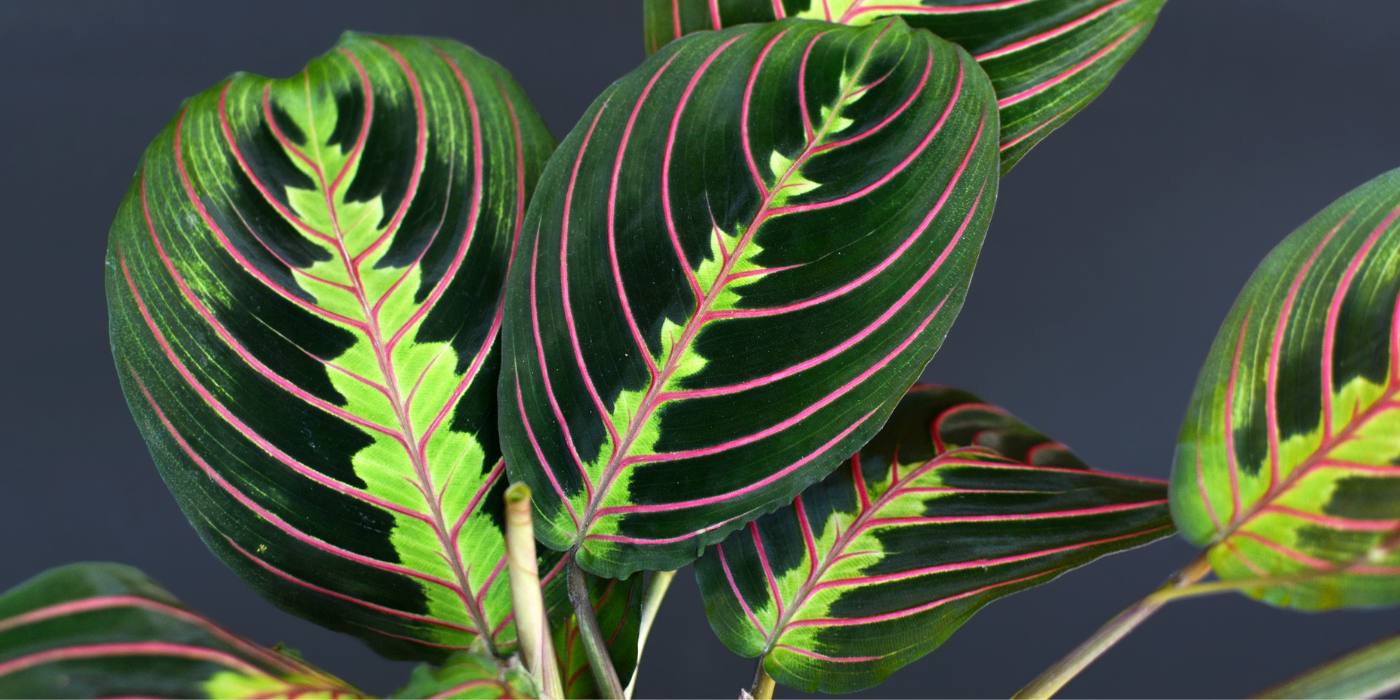 Lemon Lime Prayer Plant Care: A Guide