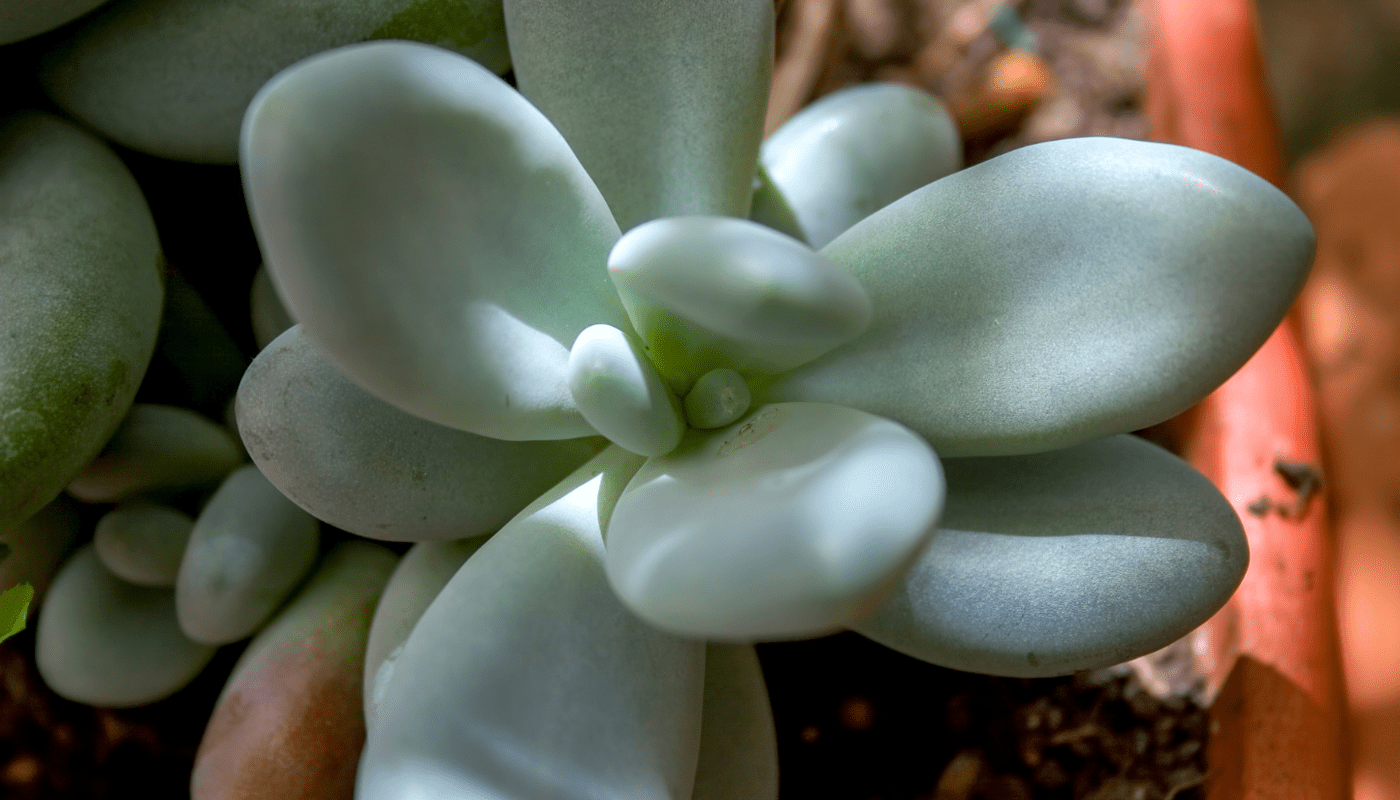 Round-Leaf Houseplants: 9 Options To Add To Your Indoor Garden