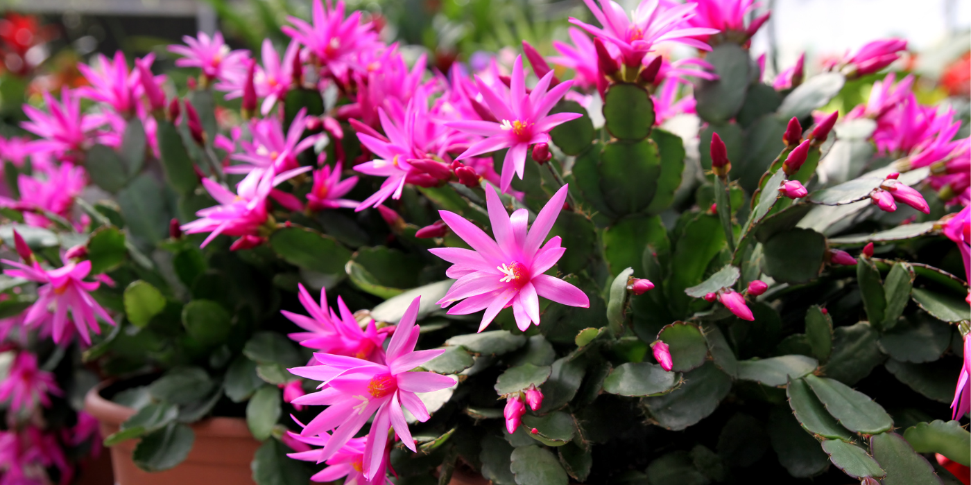 3 Popular Holiday Cactus Varieties: Care Guide
