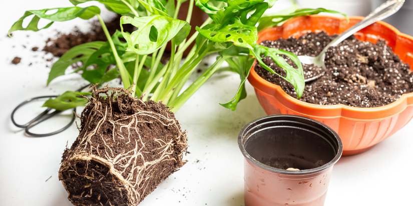 Indoor Gardening Guide: Master Repotting Plants for Lush, Thriving Greenery
