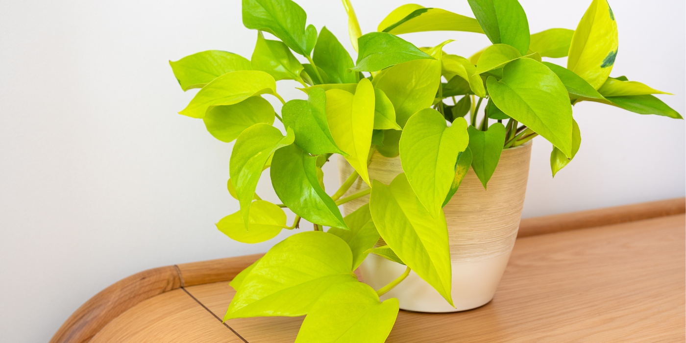 Fertilizing Your Pothos Plant: What You Need to Know