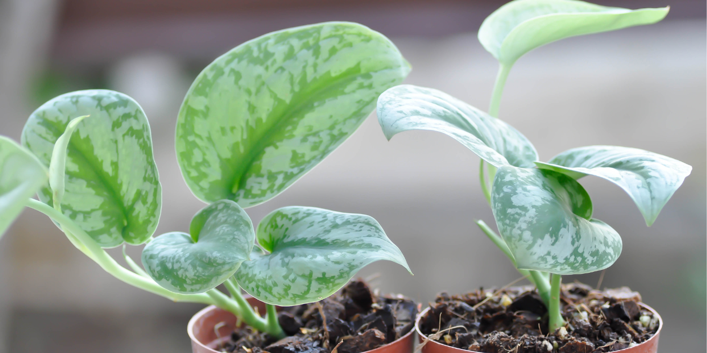 6 Popular Types of Pothos: Care Guide