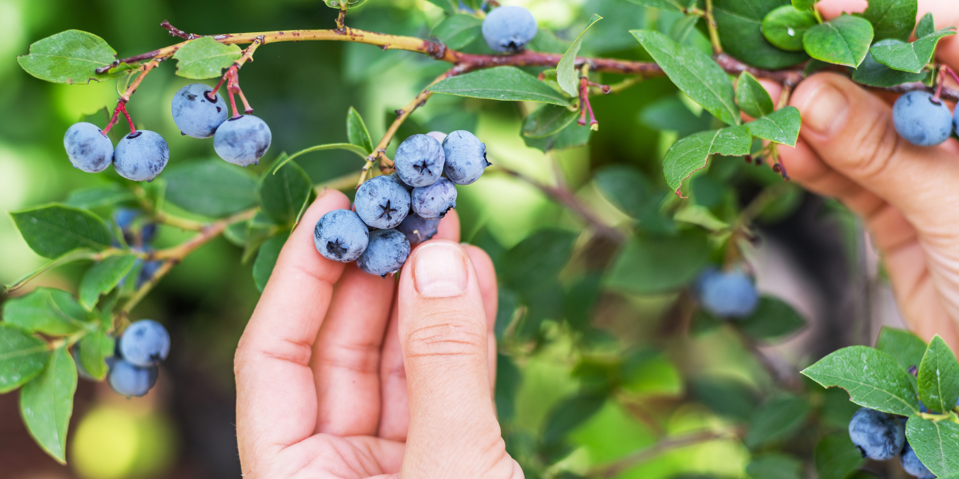 Sweeten Your Landscape: 6 June Berry Plants to Enhance Your Garden