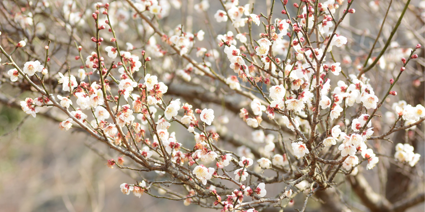 How to Grow the Japanese Plum Tree: A Guide