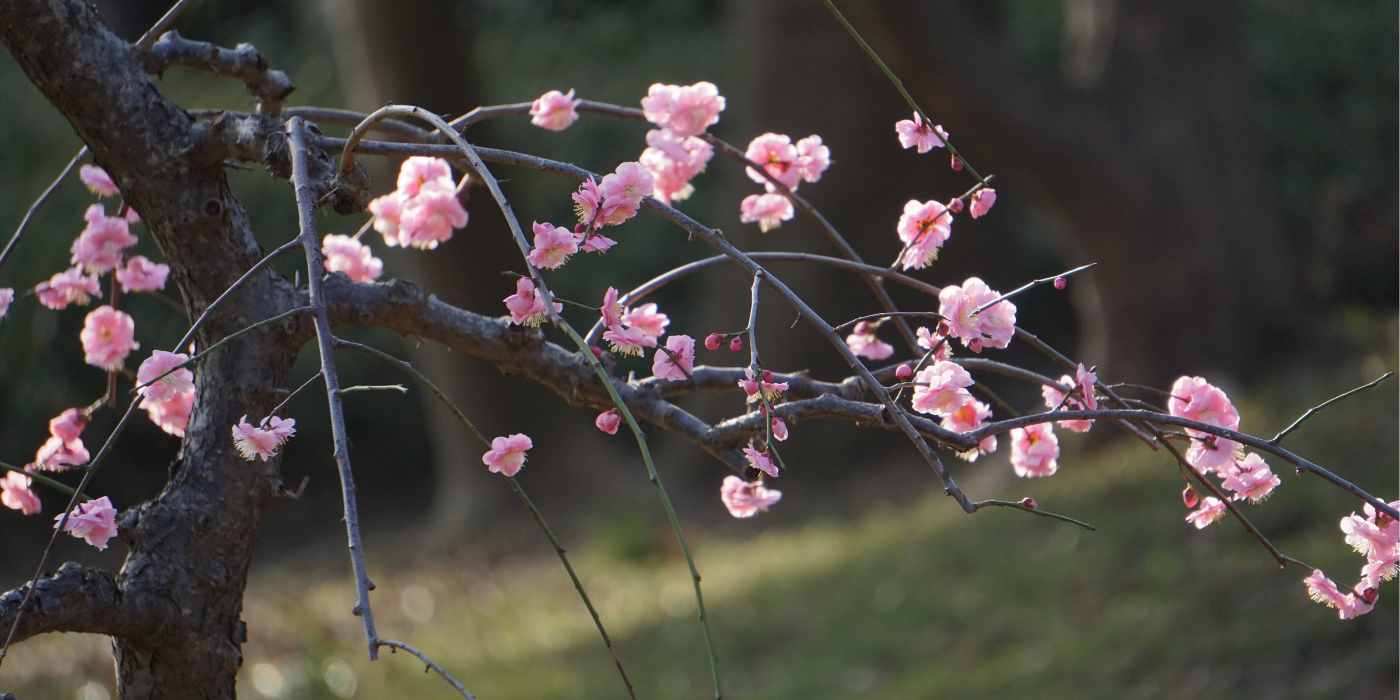 How to Grow the Japanese Plum Tree: A Guide