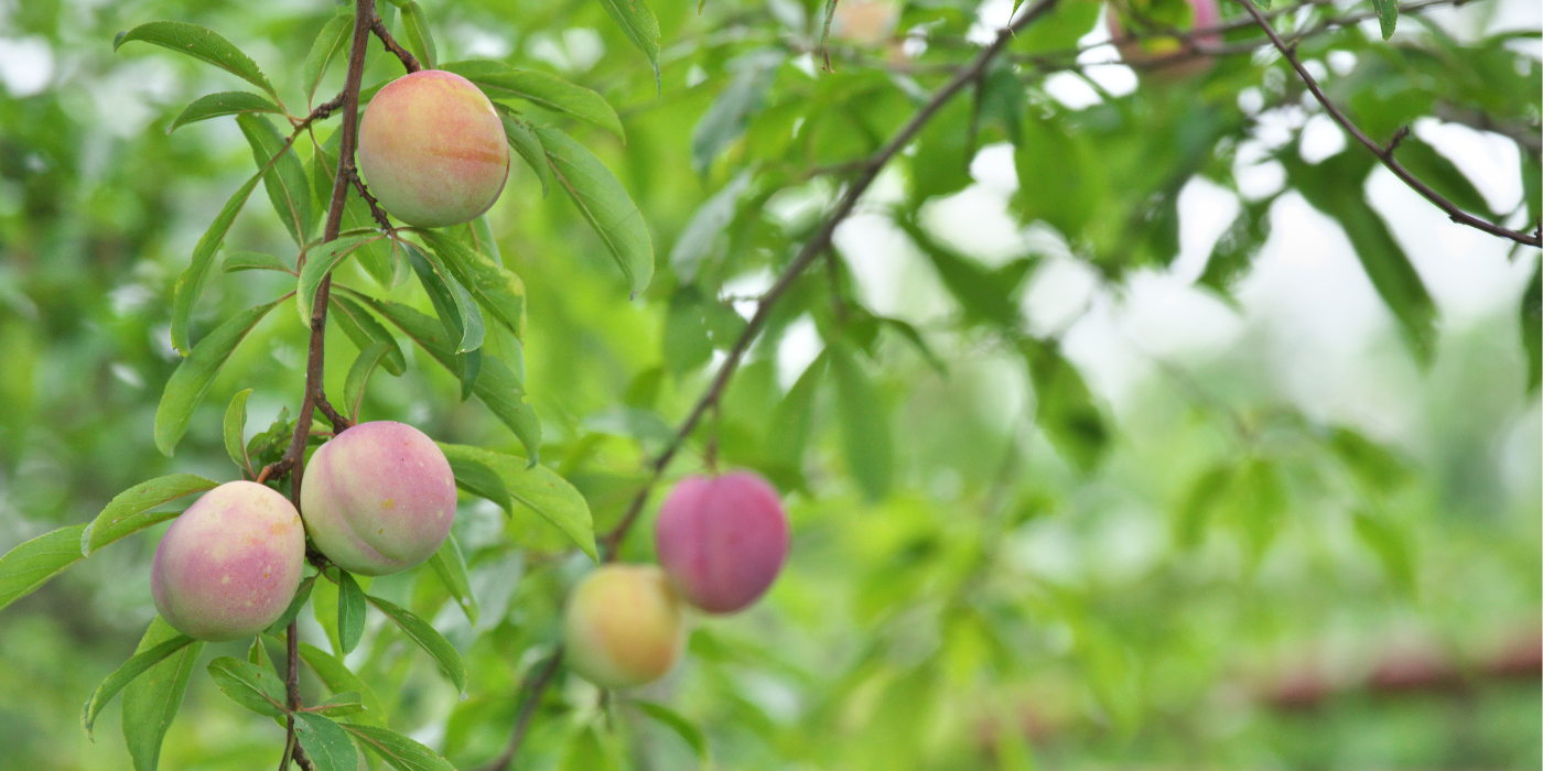 How to Grow the Japanese Plum Tree: A Guide