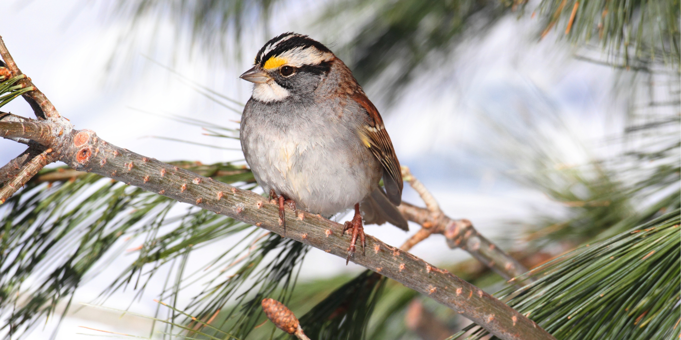 Learn How To Help Birds In Winter With These Tips