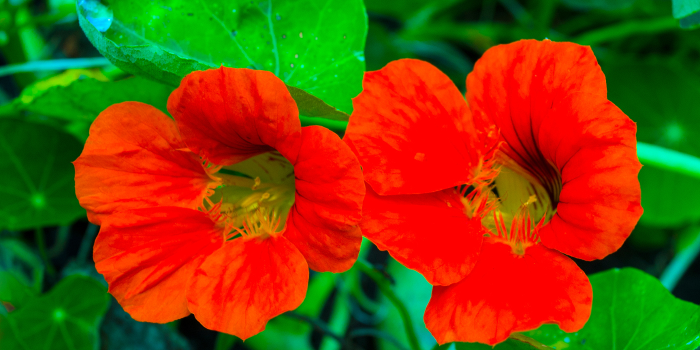 6 Cover Crops That Are Also Edible