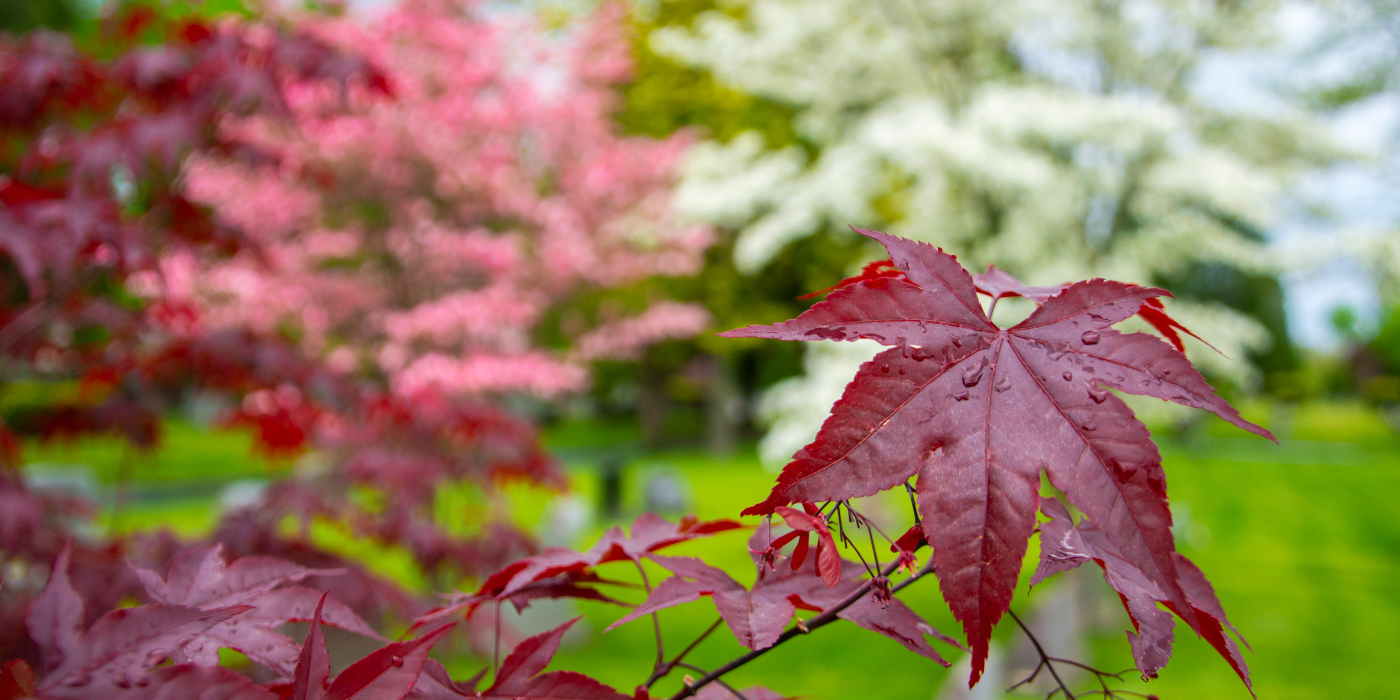 Choose the Best Japanese Maple Fertilizer for Healthy Growth