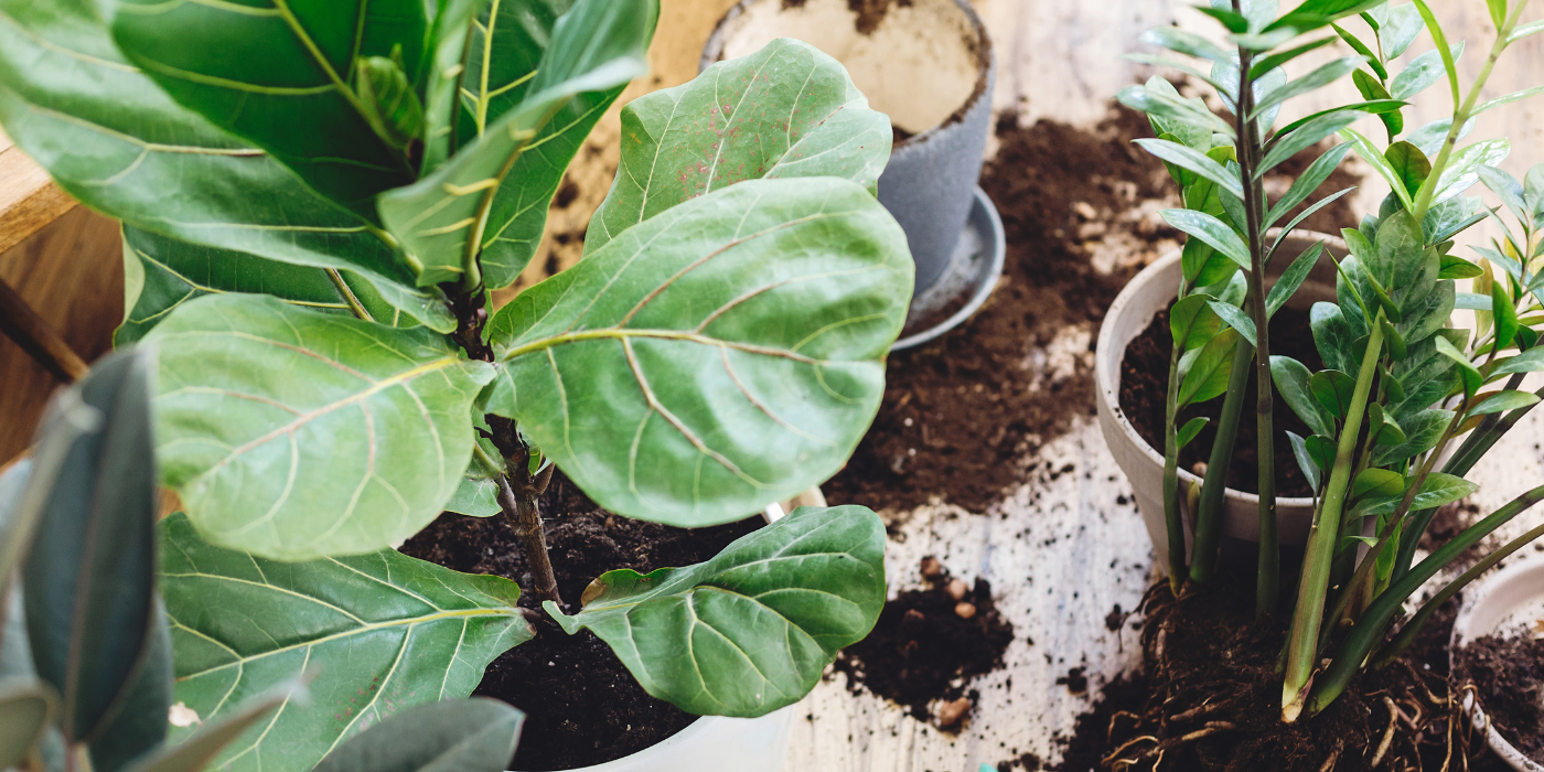 Discover the Correct Fertilizer for Fiddle Leaf Figs