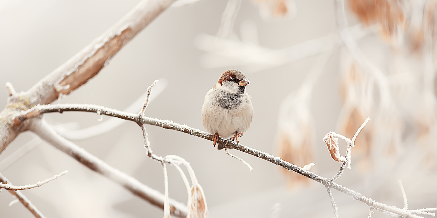 Learn How To Help Birds In Winter With These Tips