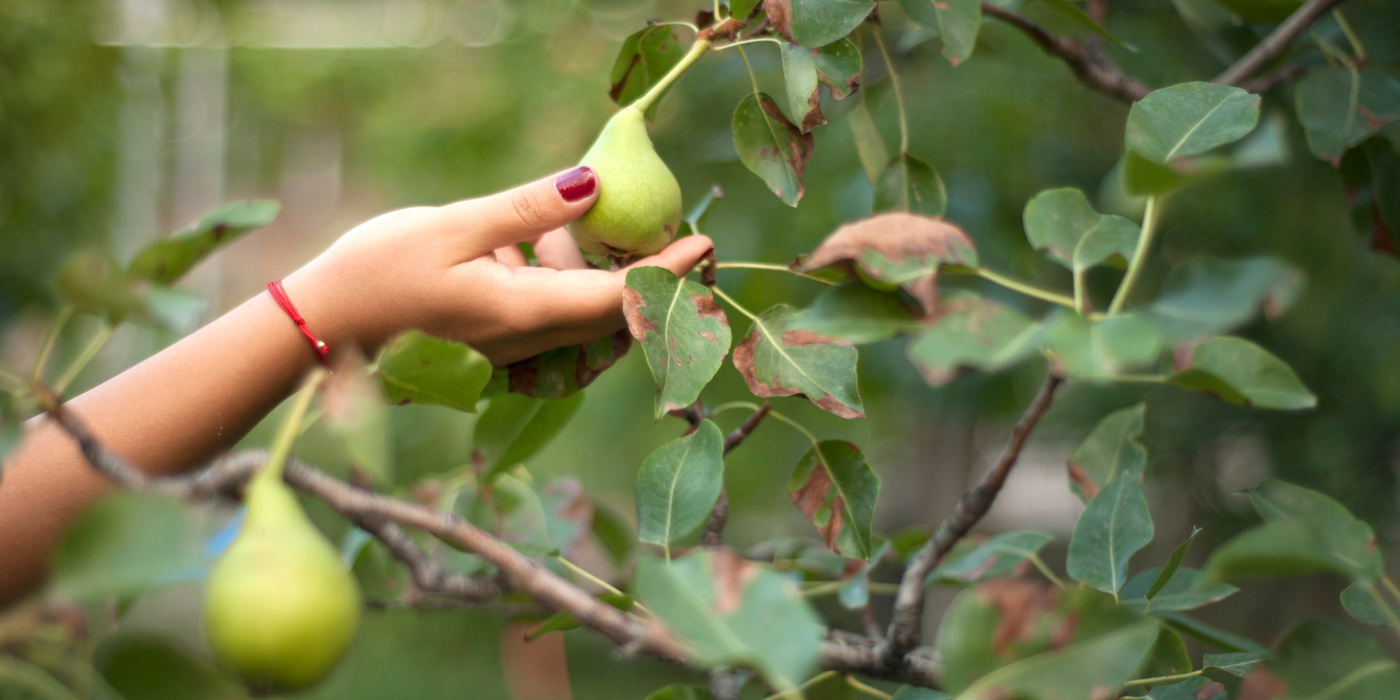How to Fertilize Pear Trees