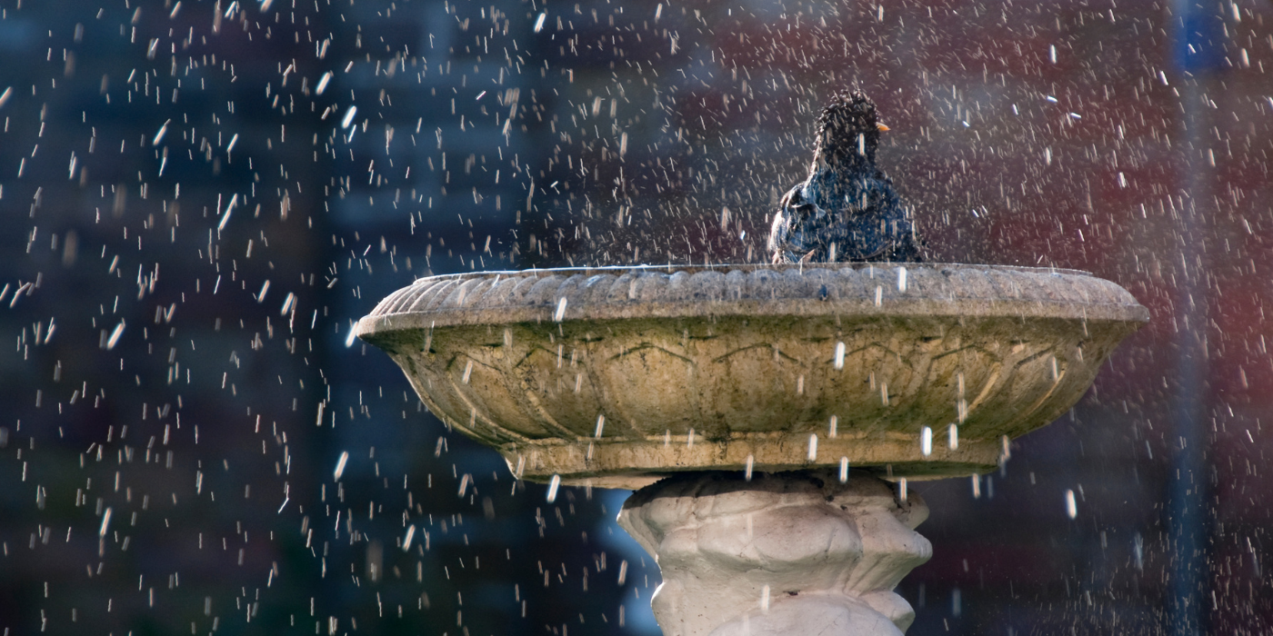 Bird Bath Winter Care: A Step-by-Step Guide
