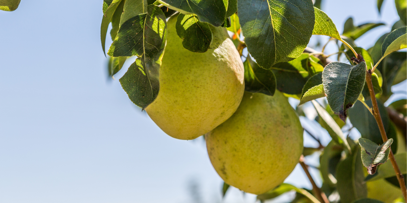 How to Fertilize Pear Trees