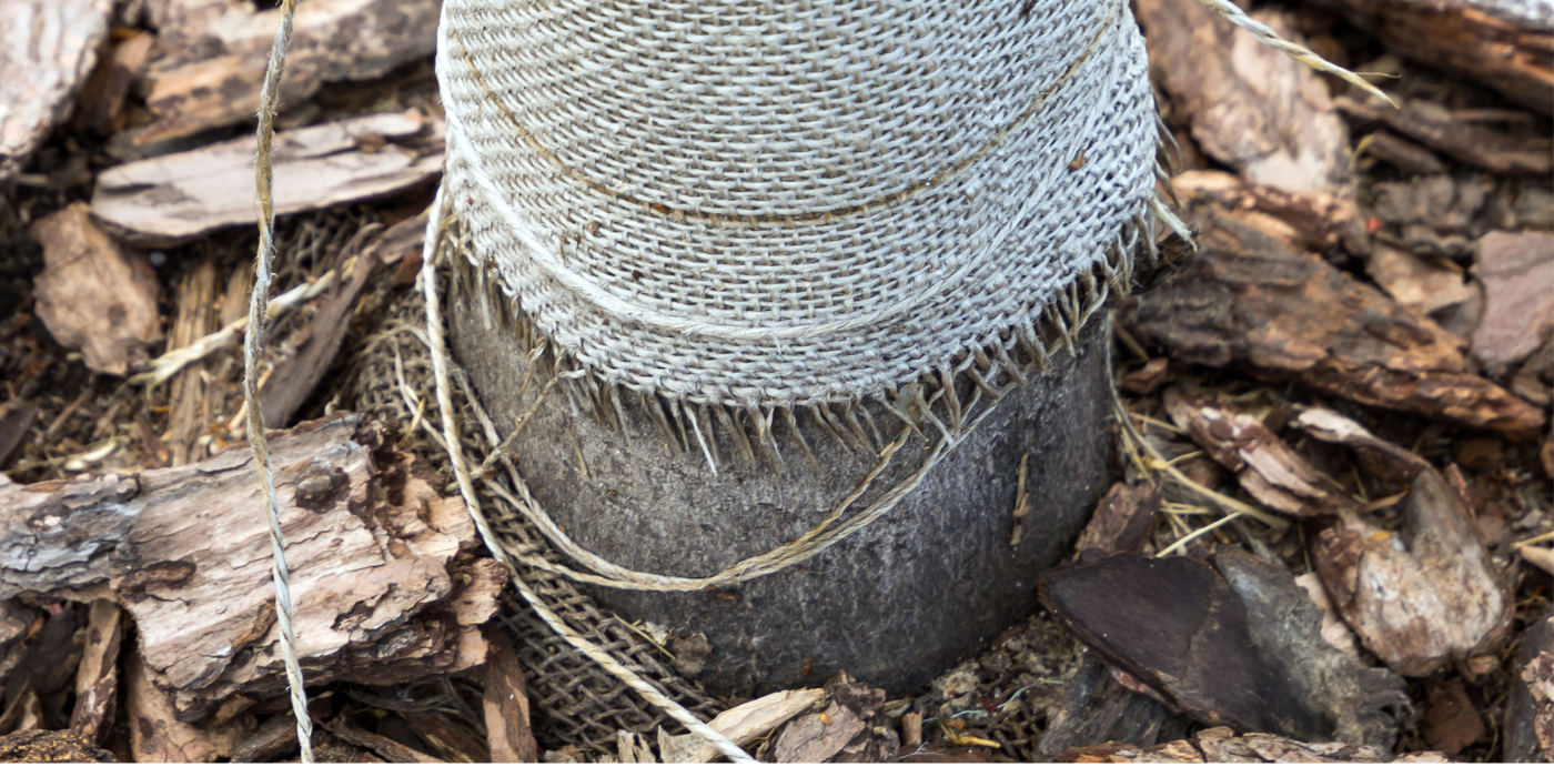 Japanese Maple Winter Care: 6 Strategies