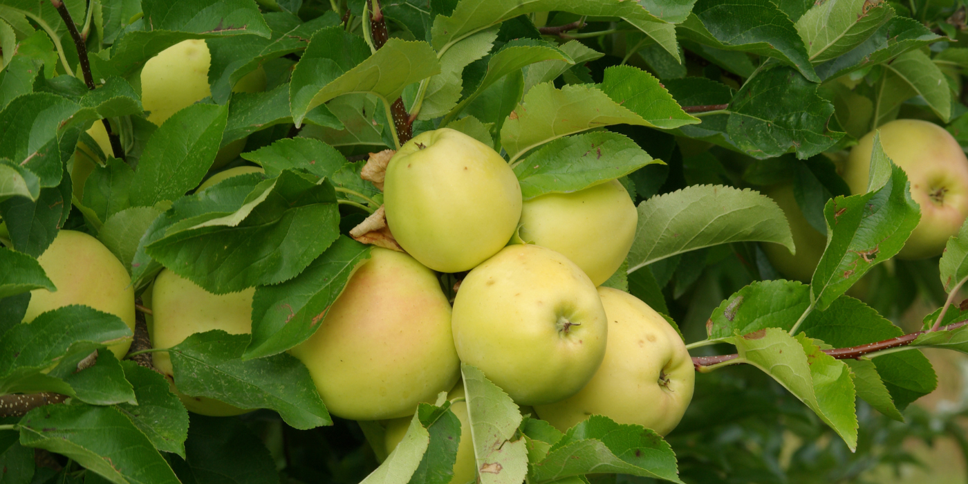 Add Yellow Apple Trees to Your Landscape