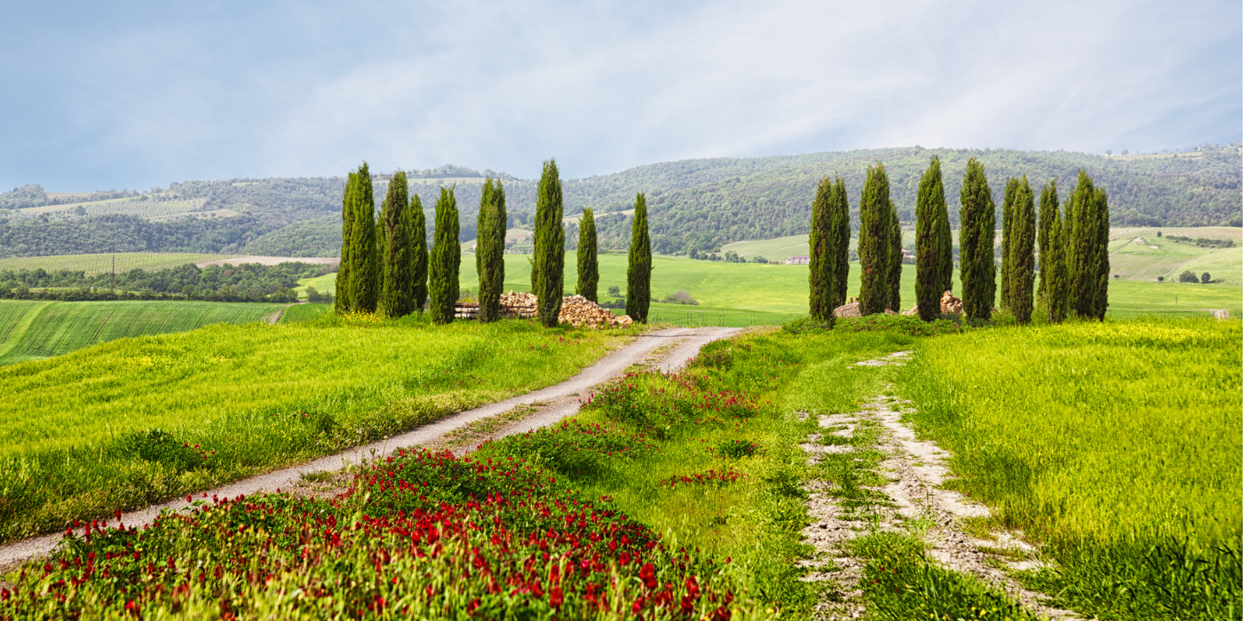 How to Grow the Italian Cypress