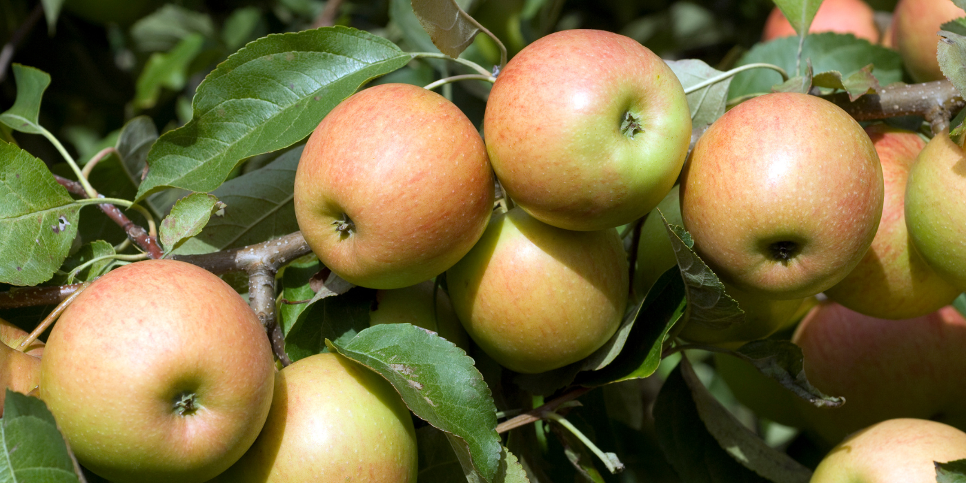 Add Yellow Apple Trees to Your Landscape