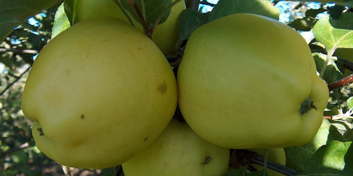 Add Yellow Apple Trees to Your Landscape