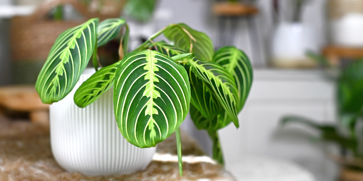 Lemon Lime Prayer Plant Care: A Guide