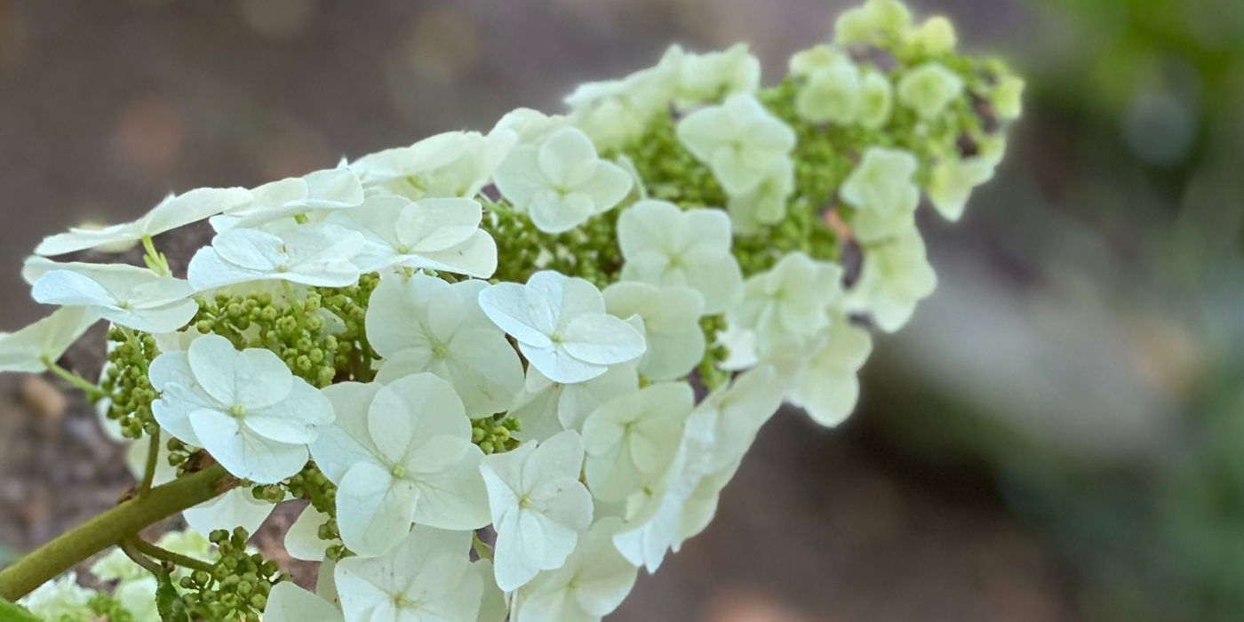Try White Hydrangea Bushes For Your Yard