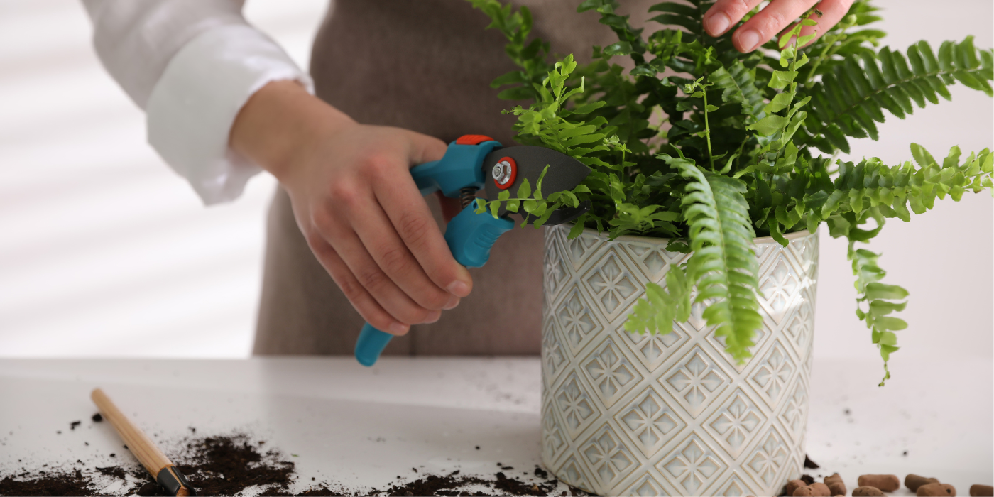 Boston Fern Propagation Using 3 Methods