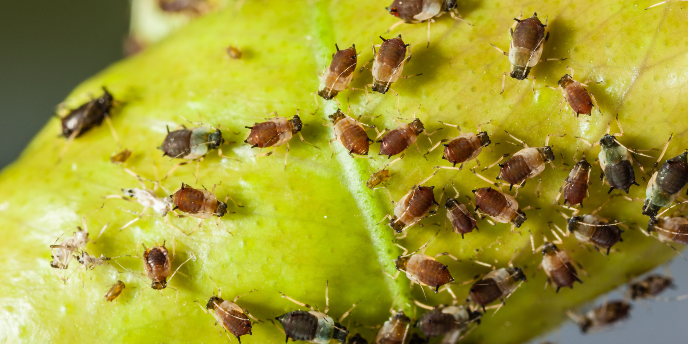 5 Household Bugs That Hide in Your Firewood or Christmas Trees