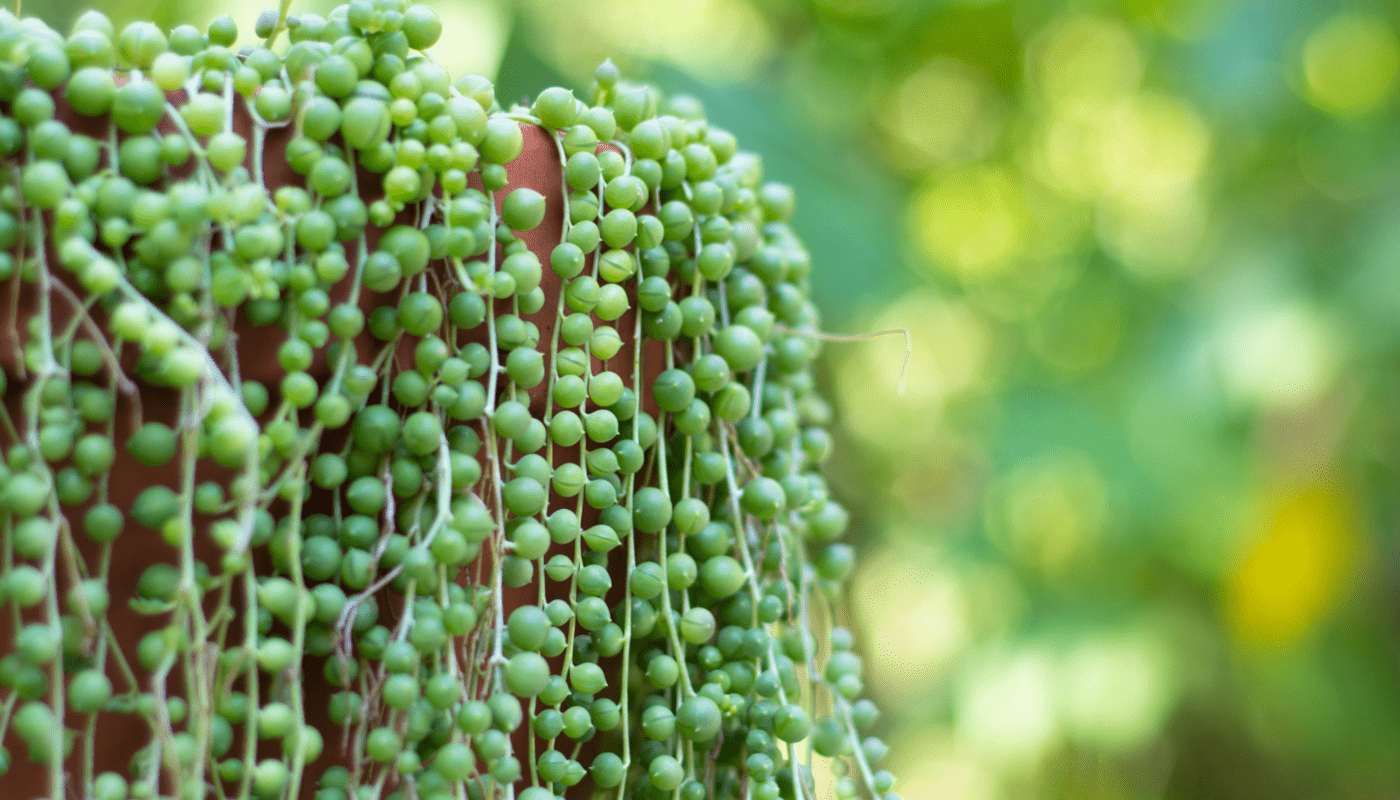 Round-Leaf Houseplants: 9 Options To Add To Your Indoor Garden