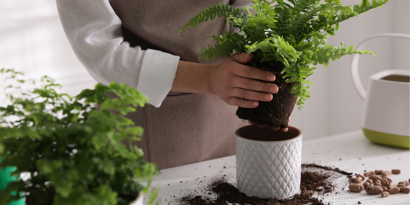 Boston Fern Propagation Using 3 Methods