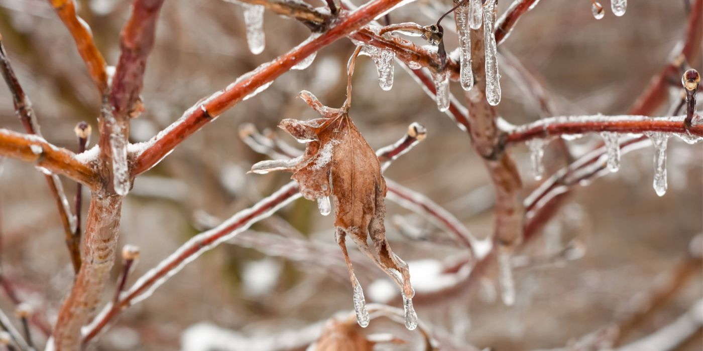 8 Japanese Maple Tree Care Growing Tips