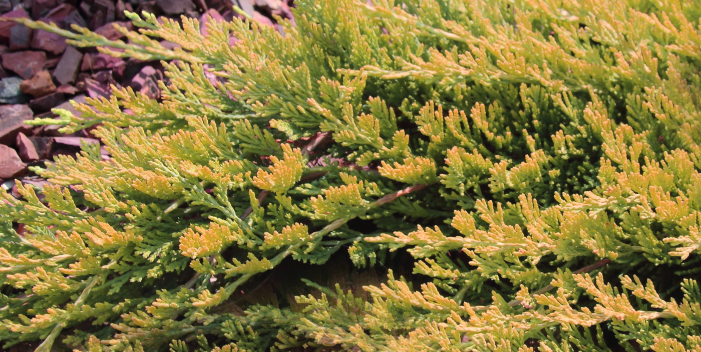 Discover 7 Captivating Creeping Juniper Varieties