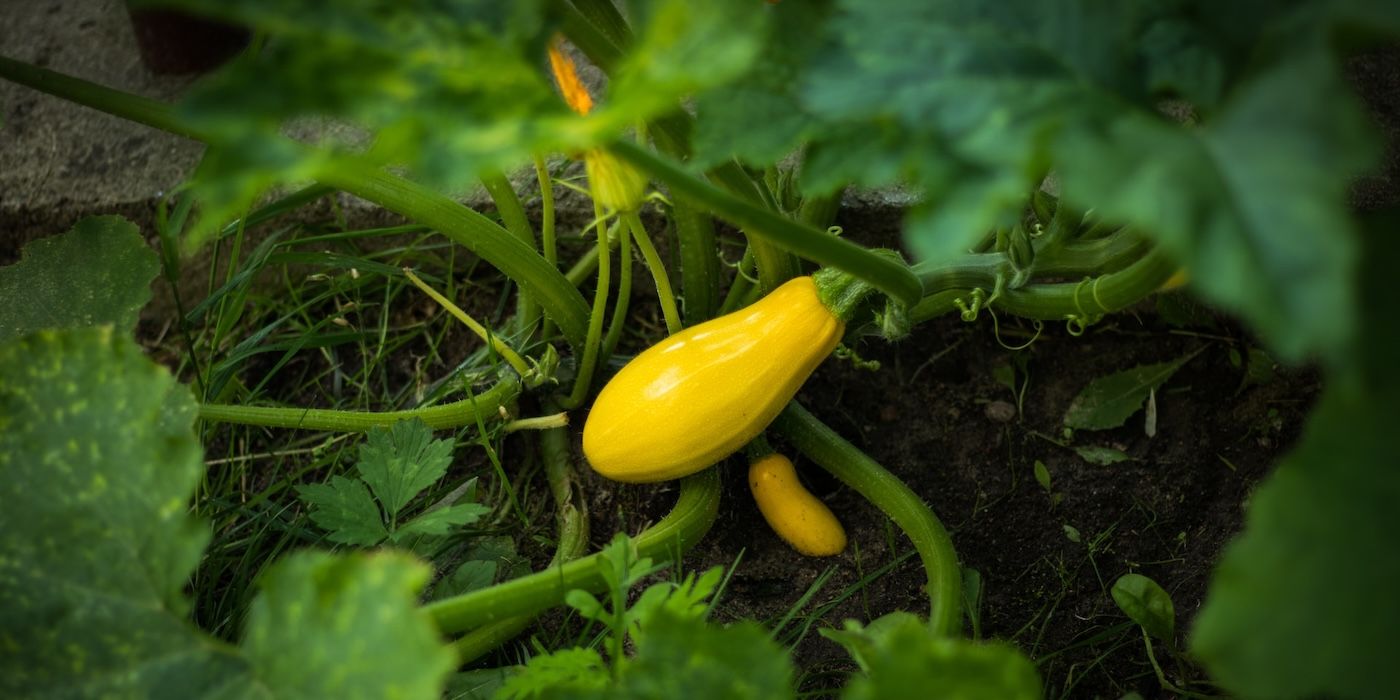 Harvesting Zucchini: How to go About the Process