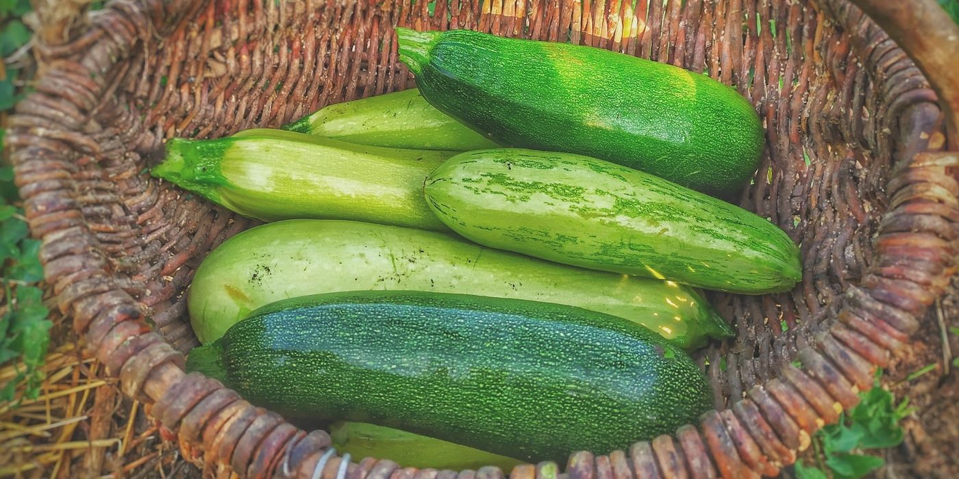 Harvesting Zucchini: How to go About the Process