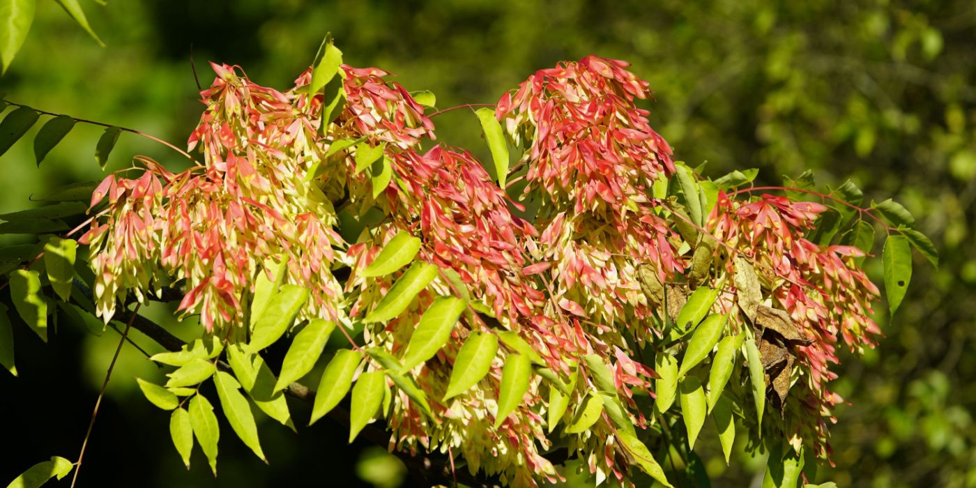 Got Trees? Remove Invasive Species This Winter