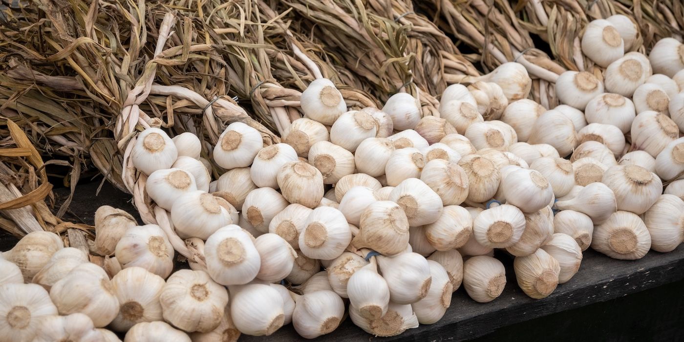 Hardneck or Softneck Garlic, Which Should You Grow?