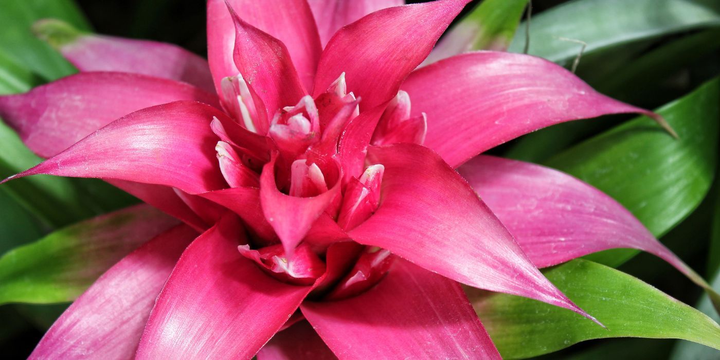 Which Pink Flowers Are Easy to Grow Indoors?