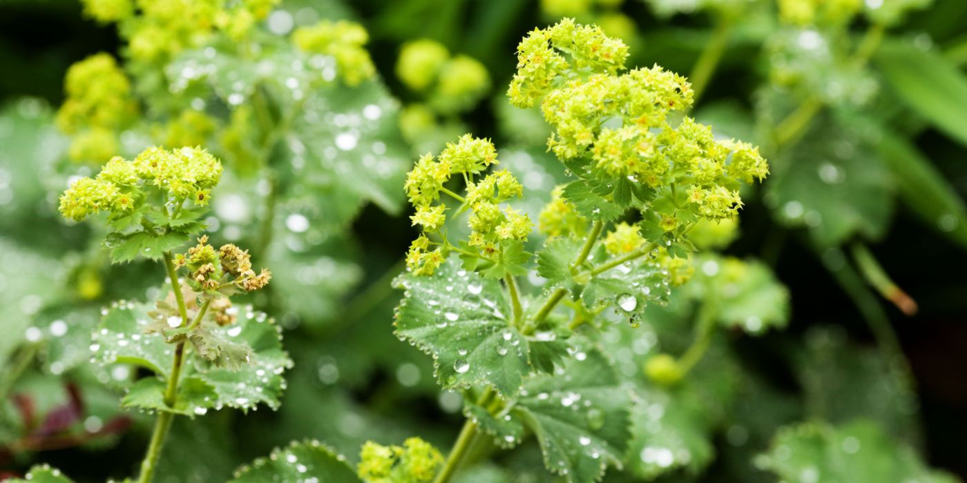 Transform Your Garden with the Royal Family's Favorite Flowers