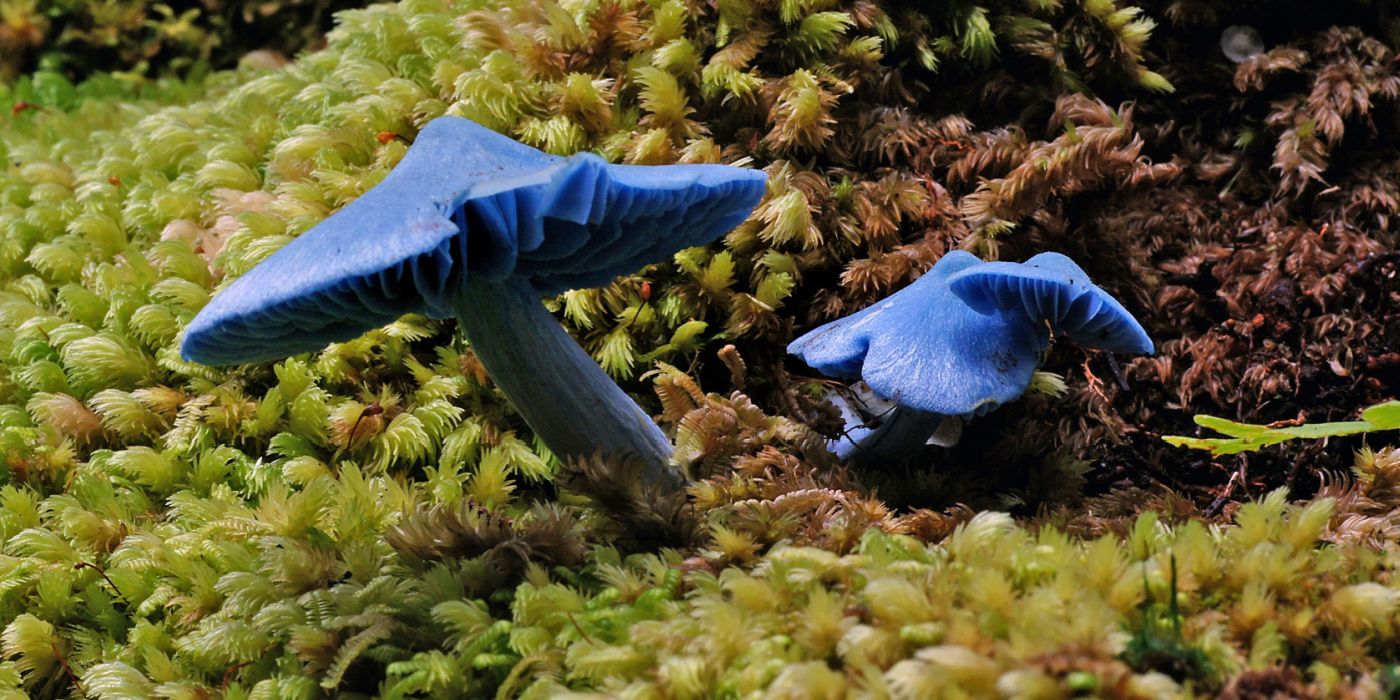 A Guide to Common Winter Mushrooms