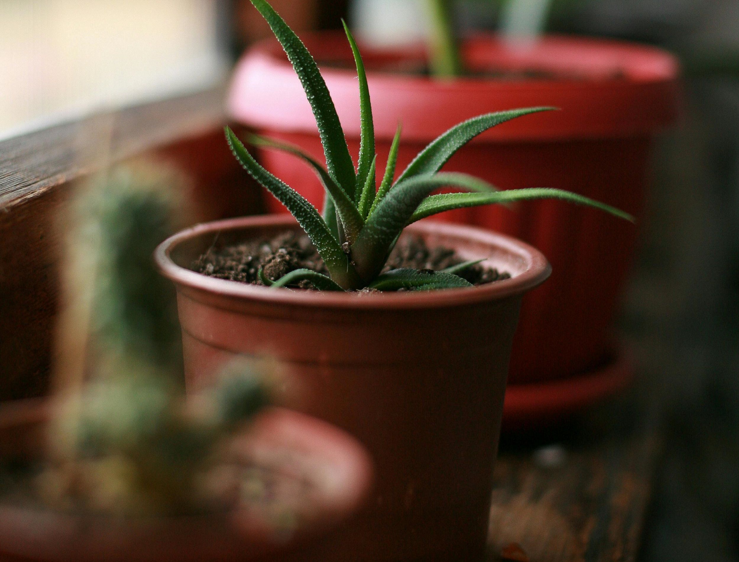 Historical Foliage: Growing 9 of the Oldest Houseplants Indoors