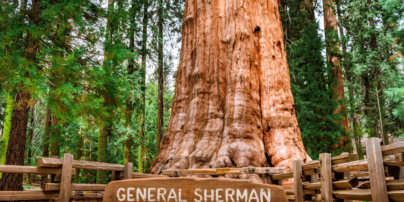 Ancient Giants: Exploring the Oldest Trees on Earth