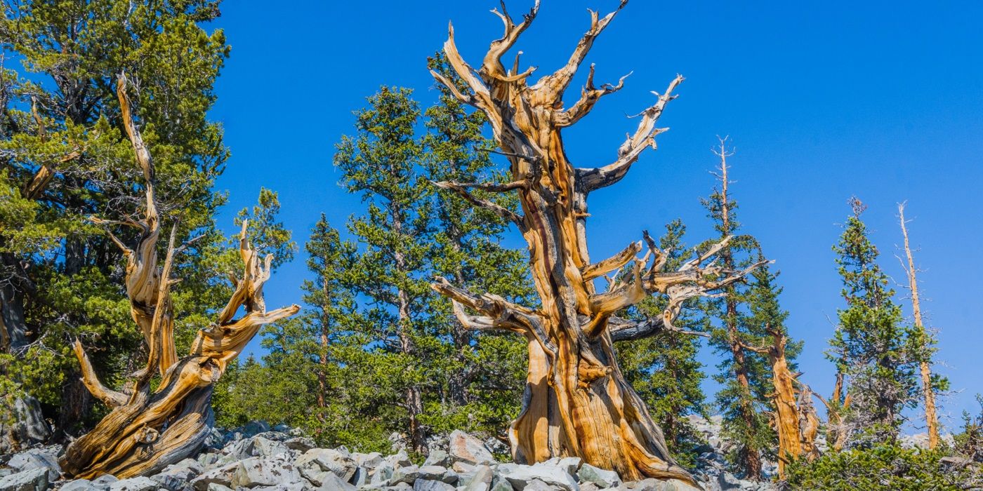 Ancient Giants: Exploring the Oldest Trees on Earth